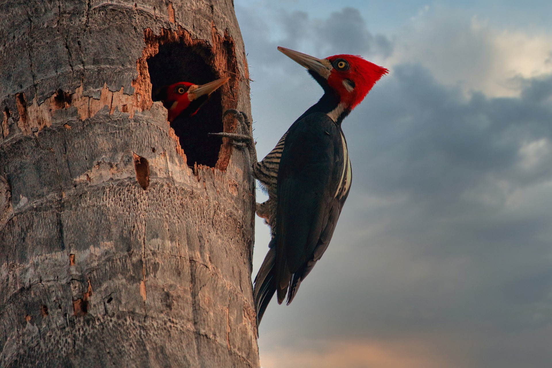 T tulo Las Aves Y Sus Nidos Educ ar